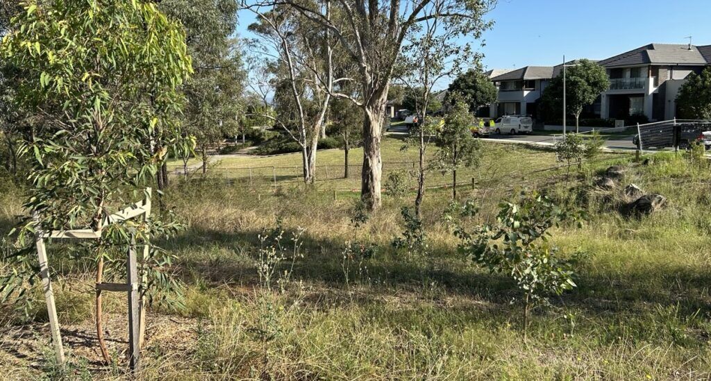 What Is a Vegetation Management Plan (VMP) and Why Does It Matter ...